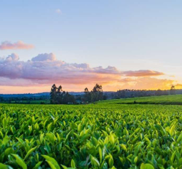 Indian Agrotourism – World Agro Tourism